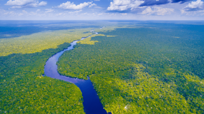What Makes the Amazon Rainforest the Lungs of the Earth? The Science ...