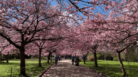 What’s So Special About Japan’s Cherry Blossoms?