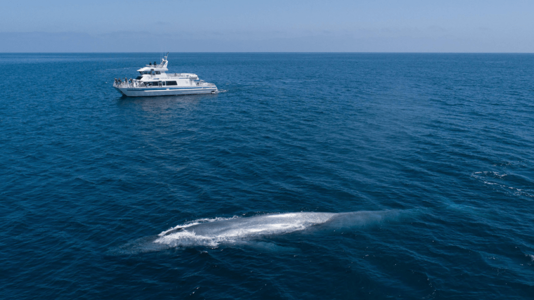 10 Best U.S. Destinations for Whale Watching
