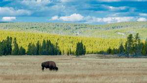 How Did Yellowstone Become the First National Park? The Birth of ...