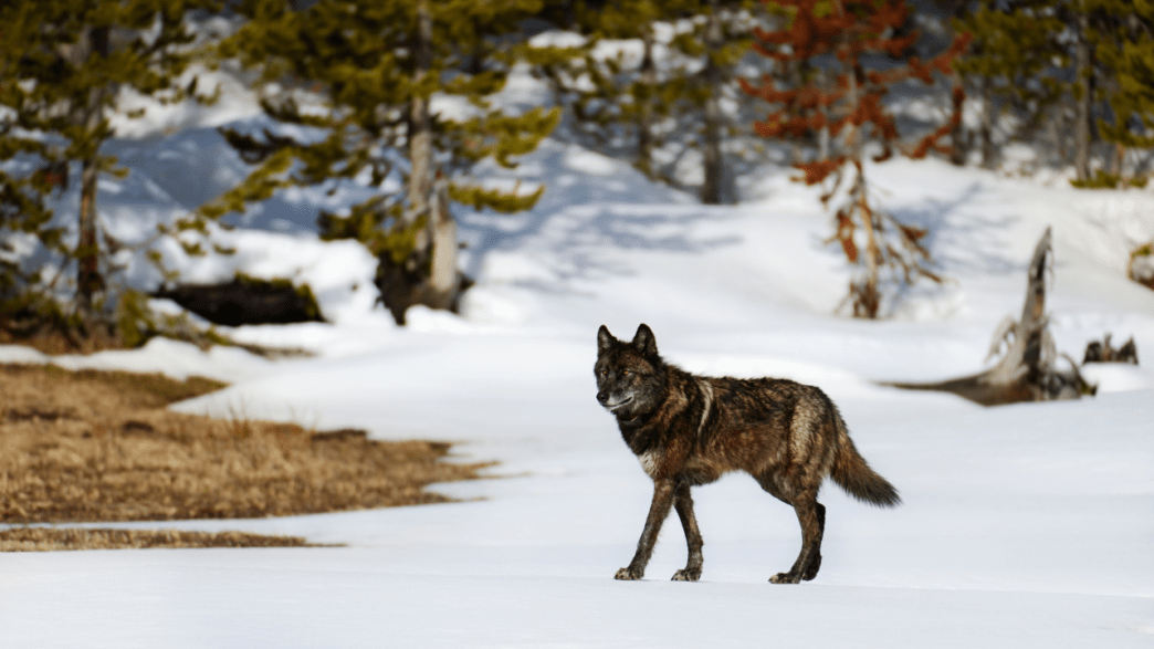 How Did Yellowstone Become the First National Park? The Birth of ...
