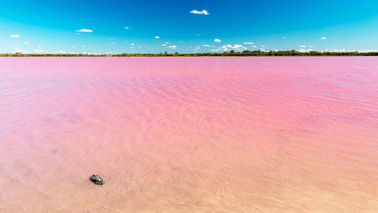 Why Do Some Lakes Turn Bright Pink? The Science Behind Nature’s Rosy Waters