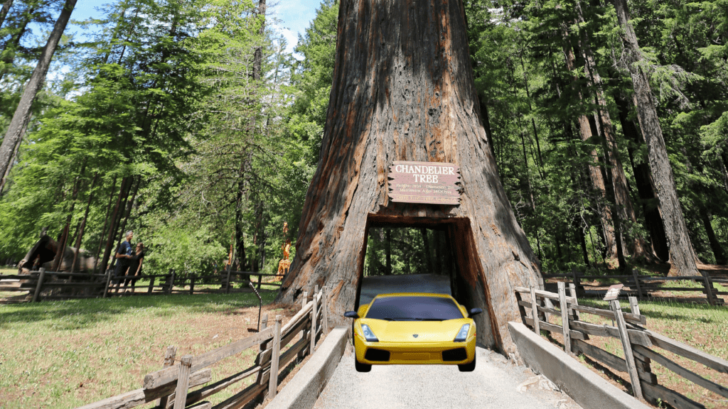 Driving Through Giants: The Astonishing History of California’s Redwood ...