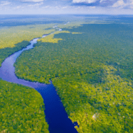 What Makes the Amazon Rainforest the Lungs of the Earth? The Science ...