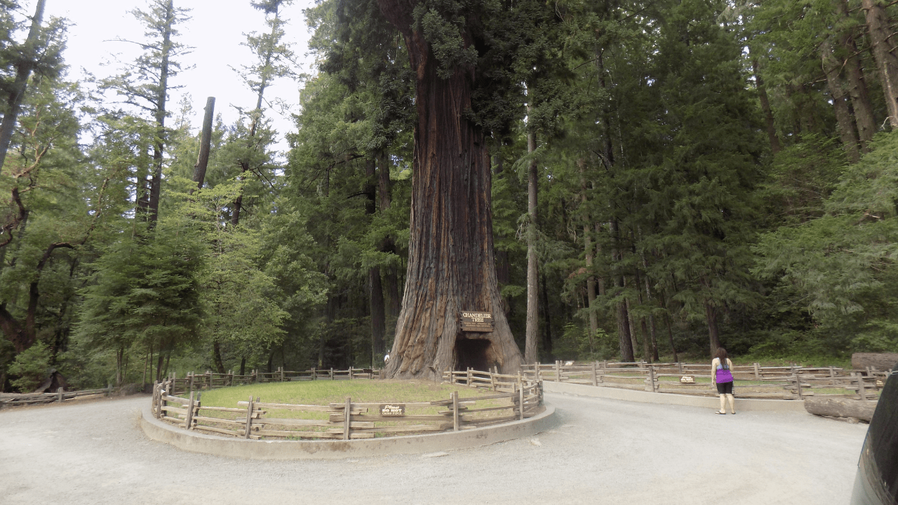 Driving Through Giants: The Astonishing History of California’s Redwood ...