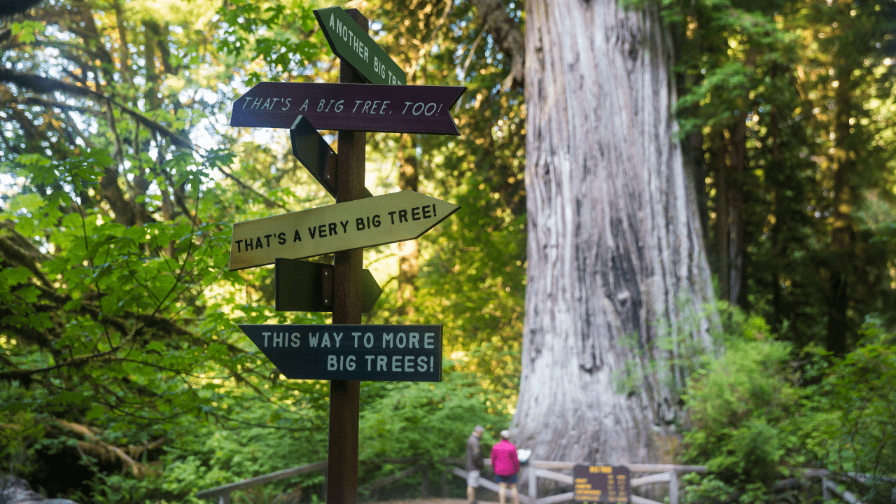 Driving Through Giants: The Astonishing History of California’s Redwood ...