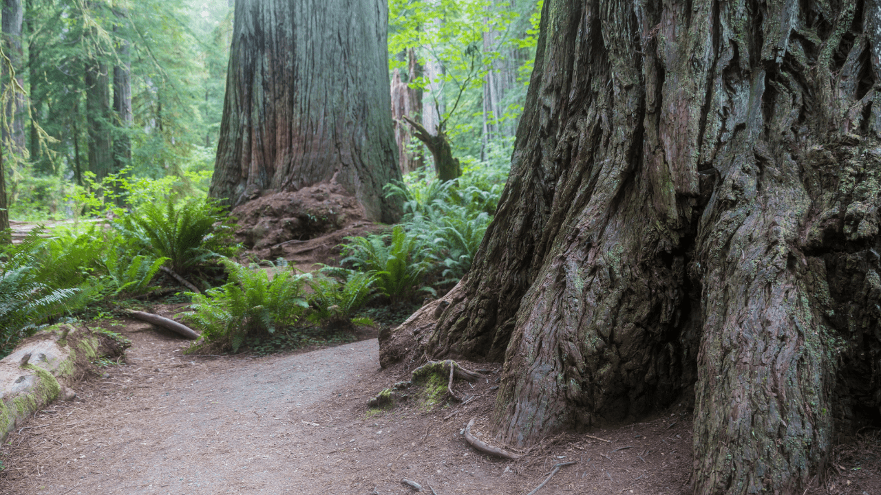 Driving Through Giants: The Astonishing History of California’s Redwood ...