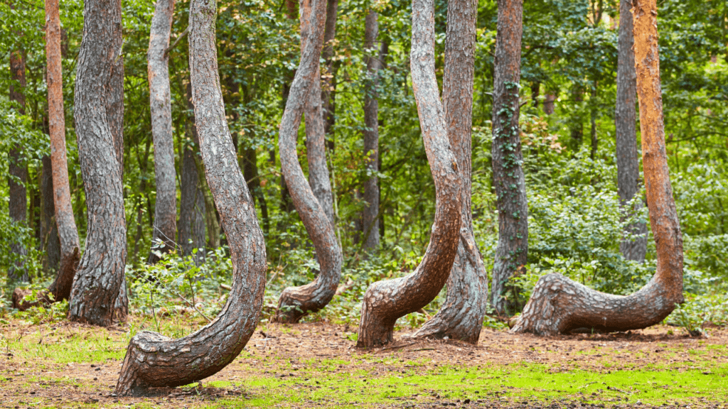 Why Are Trees Bent at 90 Degrees in Poland? Exploring the Strange ...
