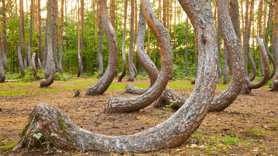 Why Are Trees Bent at 90 Degrees in Poland? Exploring the Strange ...