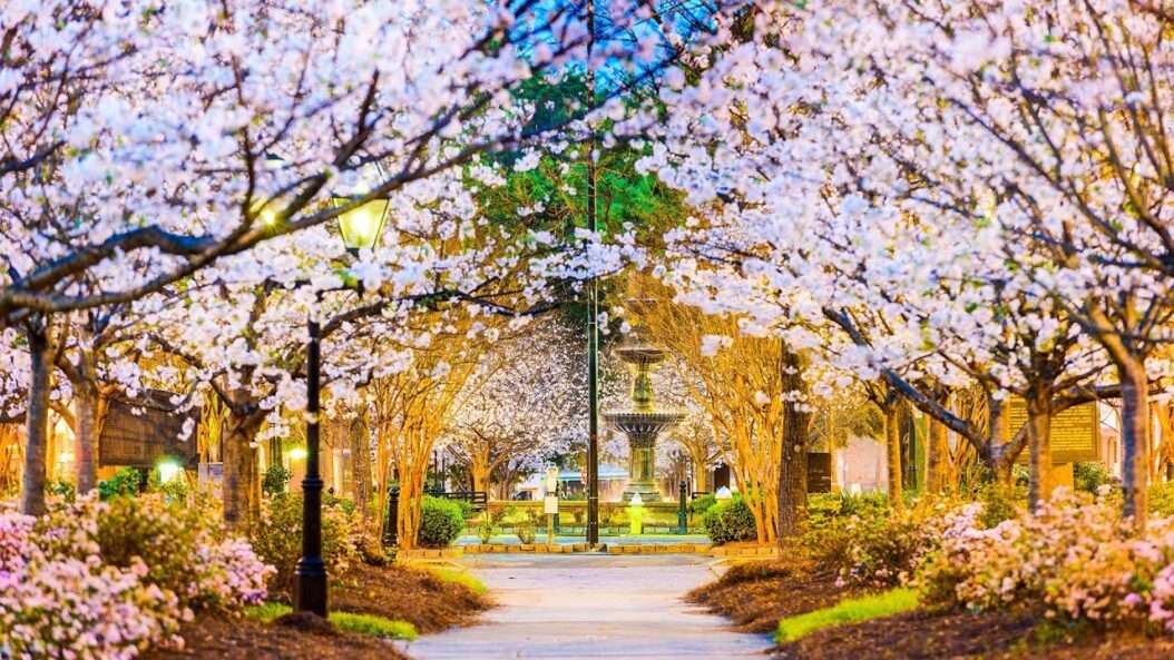 10 Best Cherry Blossom Places in the US