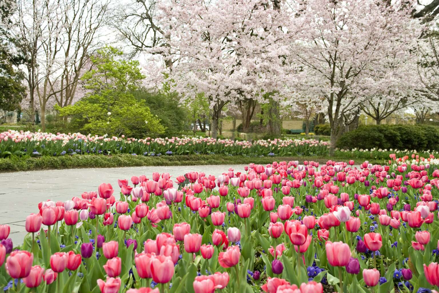 10 Best Tulip & Spring Flower Festivals in the USA