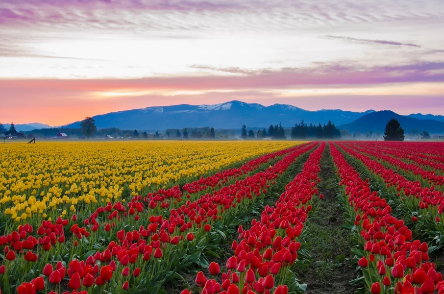 10 Best Tulip & Spring Flower Festivals in the USA
